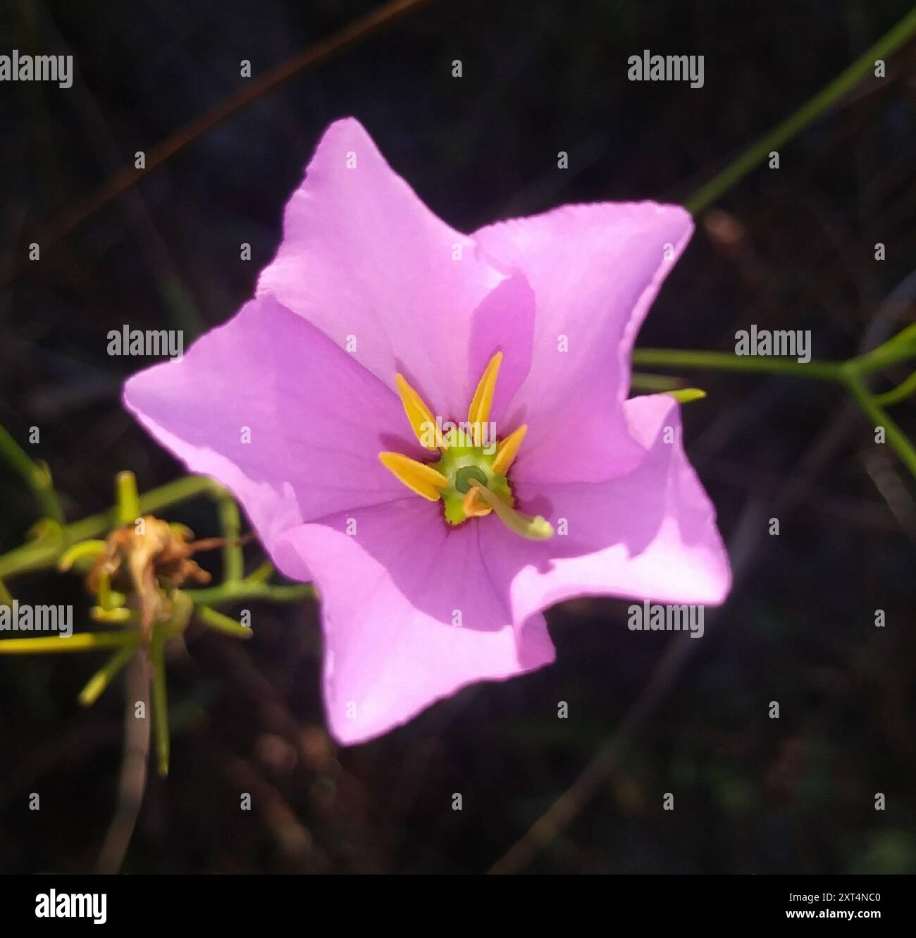 Largeflower Rose Gentian (Sabatia grandiflora) Plantae Stock Photo - Alamy