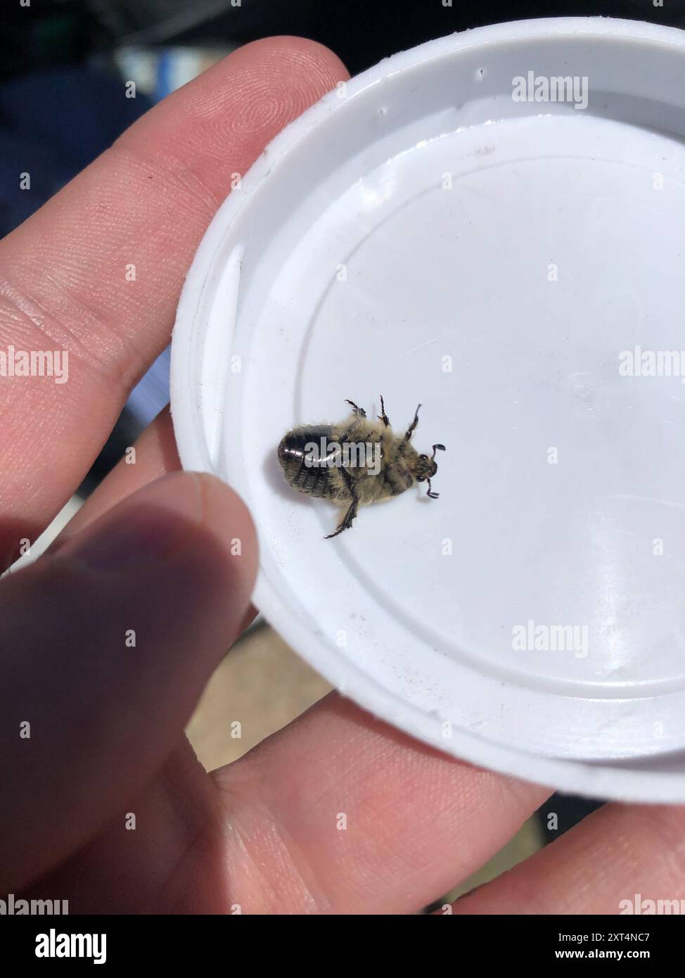 Bumble Flower Beetle (Euphoria inda) Insecta Stock Photo - Alamy