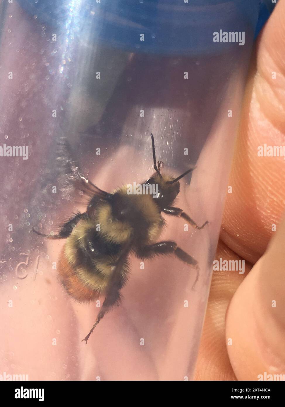 Great Basin Bumble Bee (Bombus centralis) Insecta Stock Photo - Alamy