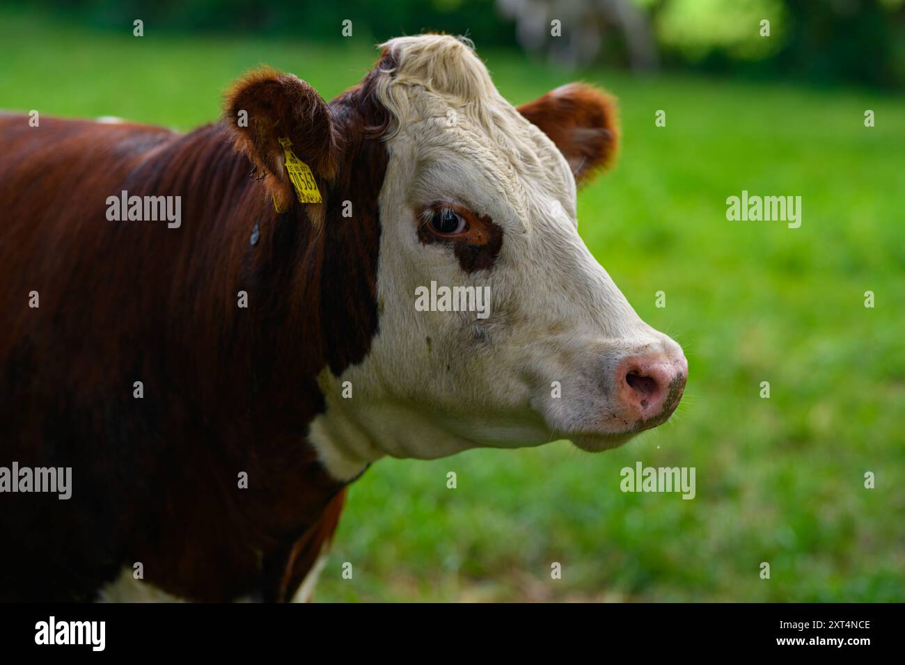 Brown grazing cow. Hereford cows at field. Cow face closeup. Grazing ...