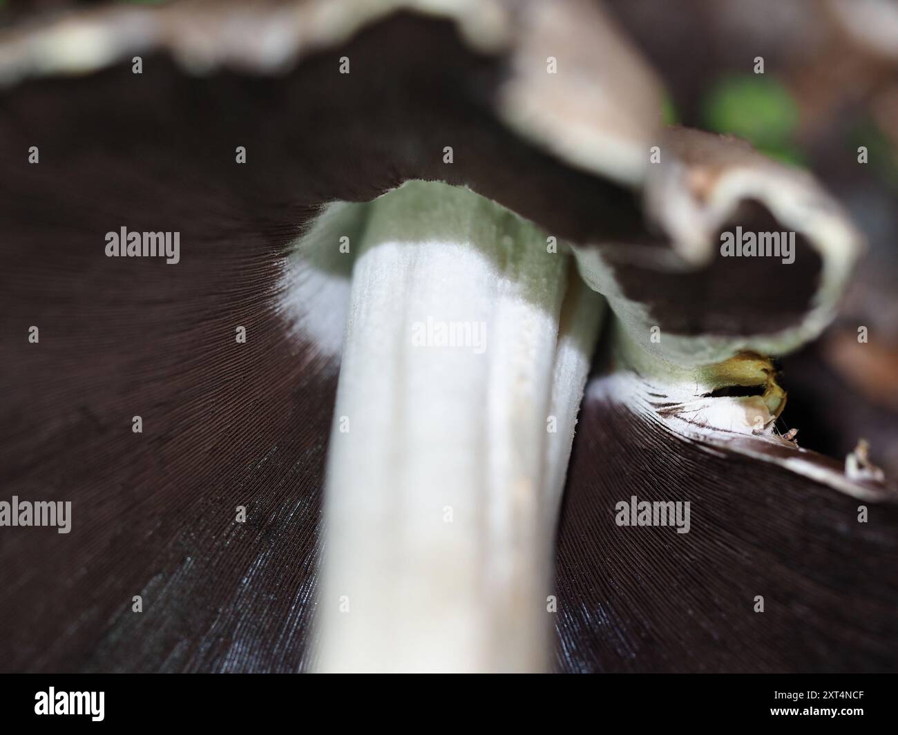 Common Ink Cap (Coprinopsis atramentaria) Fungi Stock Photo - Alamy