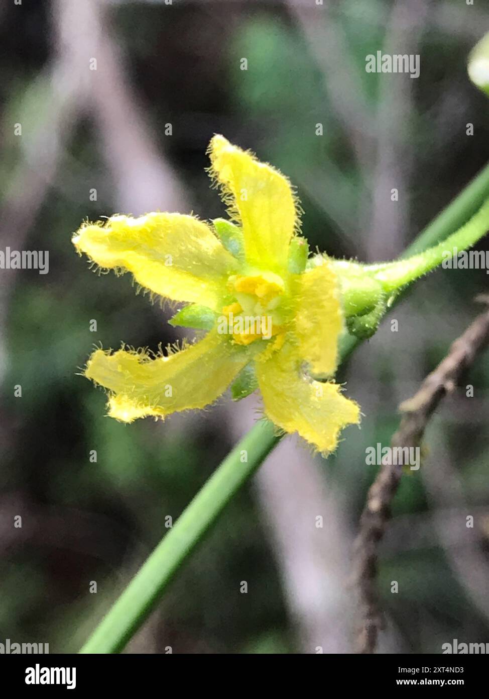 snake apple (Ibervillea lindheimeri) Plantae Stock Photo - Alamy
