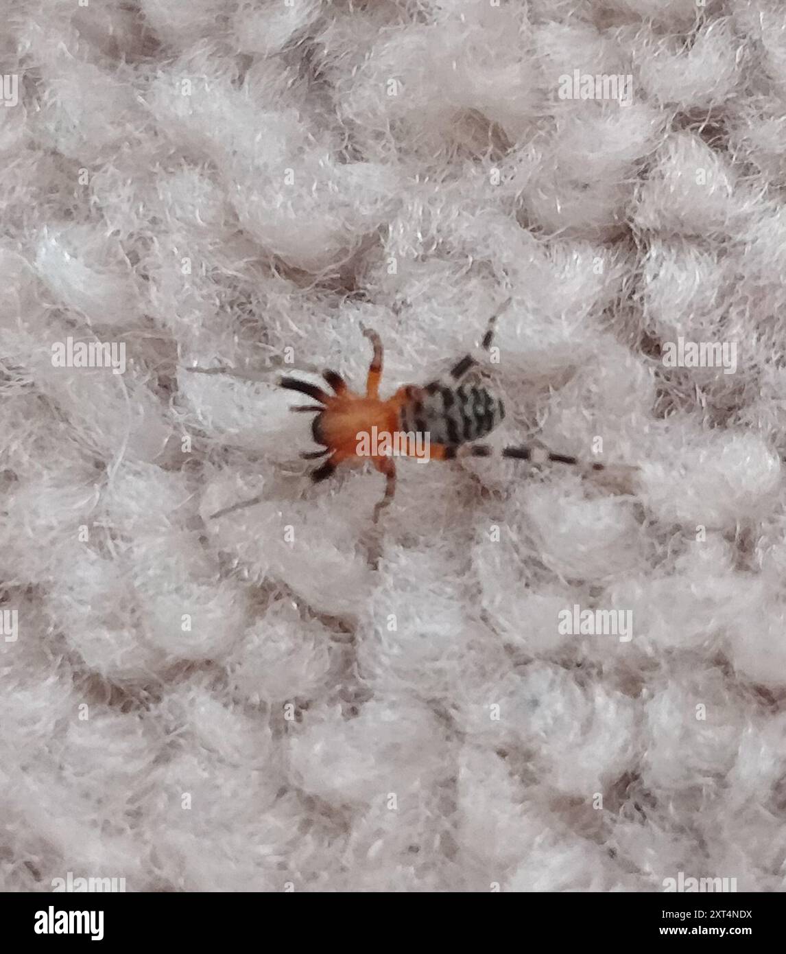 Orange Ant-mimic Sac Spider (Castianeira amoena) Arachnida Stock Photo ...
