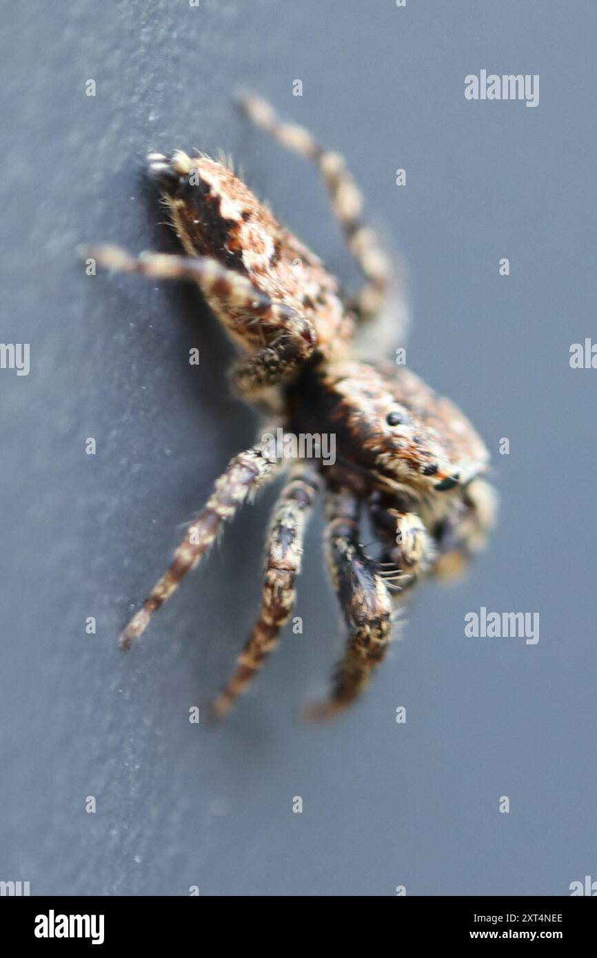 Fencepost jumping spider (Marpissa muscosa) Arachnida Stock Photo - Alamy