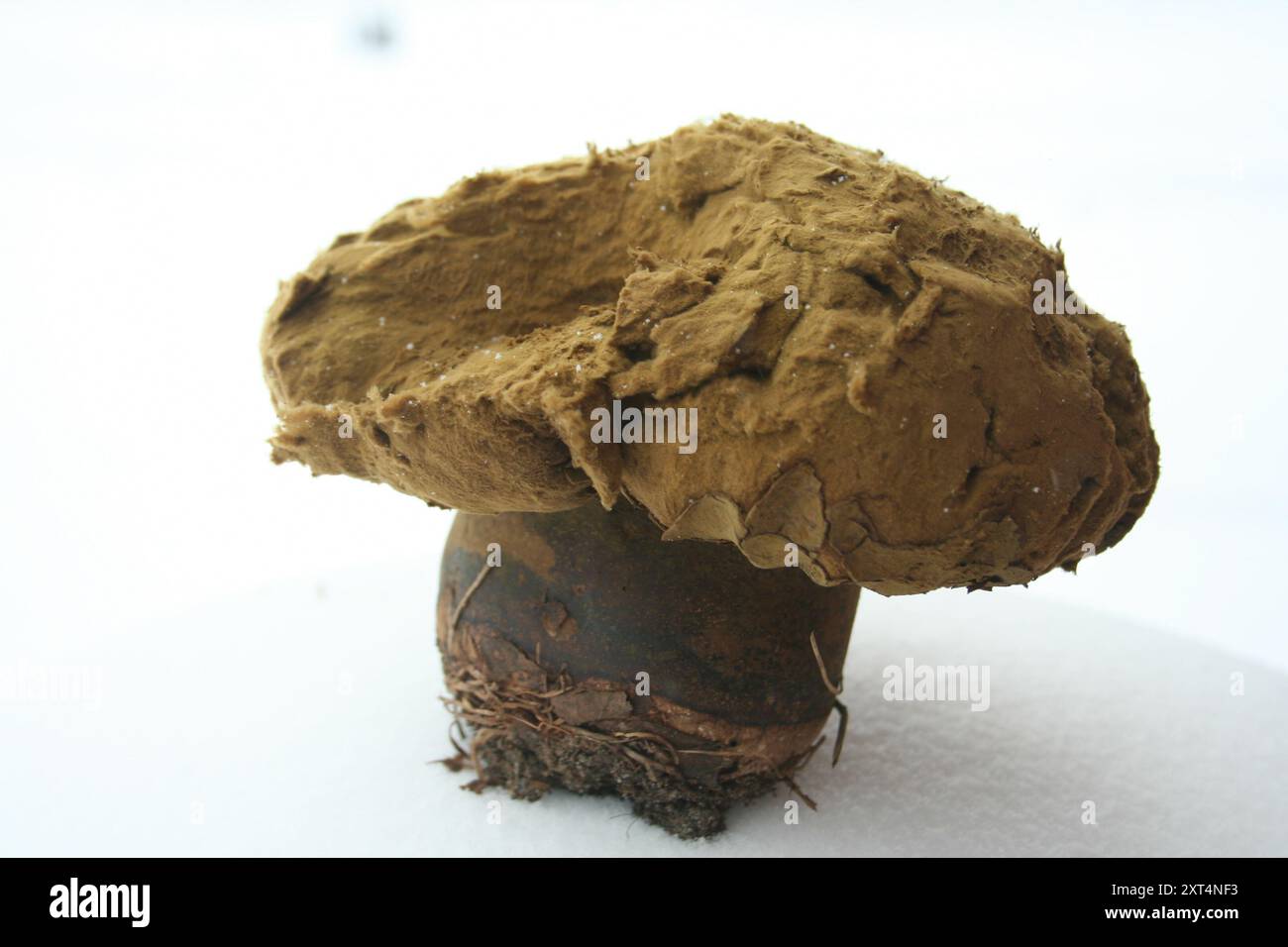 Purple-spored Puffball (Calvatia cyathiformis) Fungi Stock Photo - Alamy