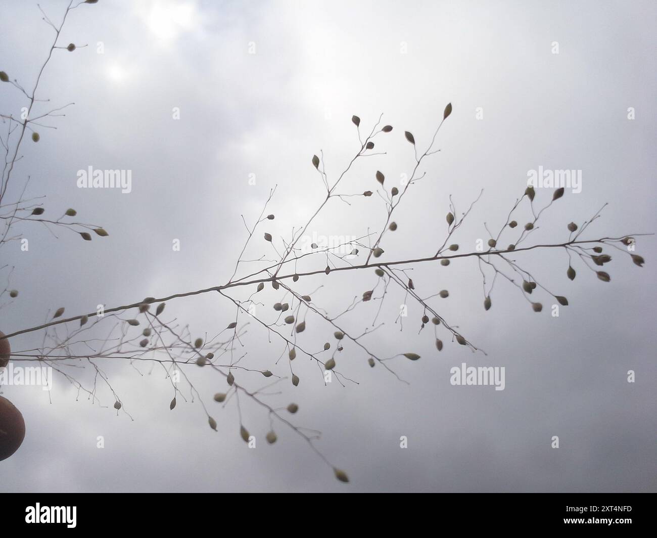 Natal Buffalo Grass (Trichanthecium natalense) Plantae Stock Photo - Alamy