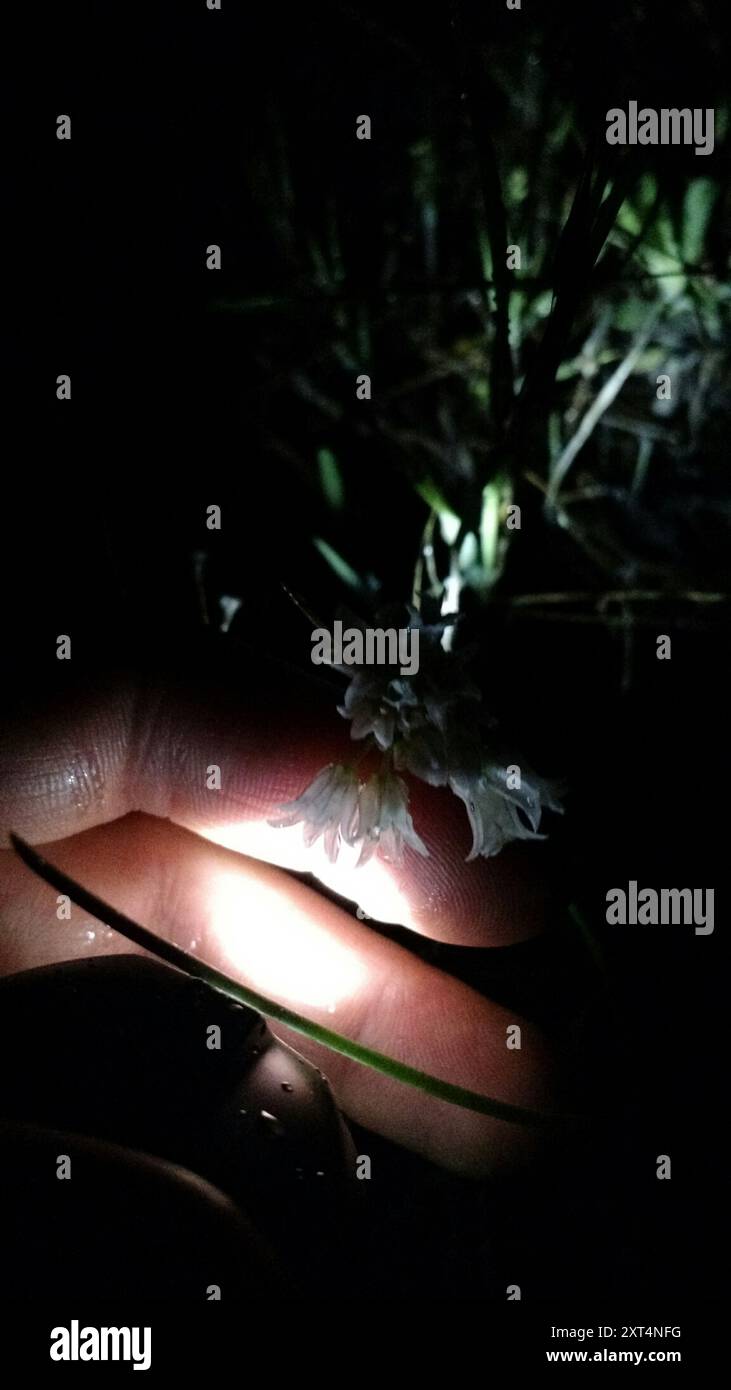 Textile onion (Allium textile) Plantae Stock Photo - Alamy