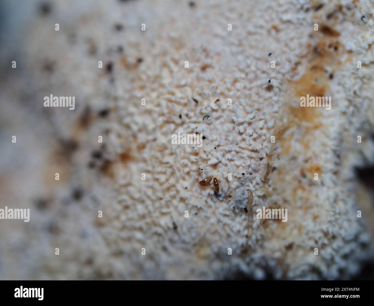 slime molds (Mycetozoa) Protozoa Stock Photo - Alamy