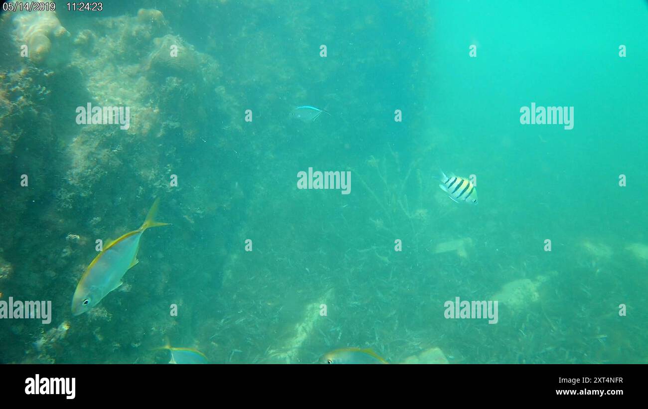 Bar Jack (Caranx ruber) Actinopterygii Stock Photo - Alamy