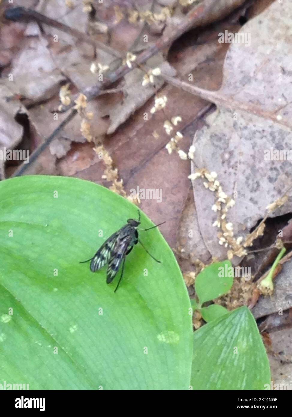 Common Snipe Fly (Rhagio mystaceus) Insecta Stock Photo - Alamy