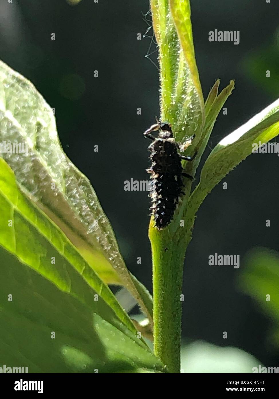 Black-spotted Lady Beetles (Coccinellini) Insecta Stock Photo - Alamy