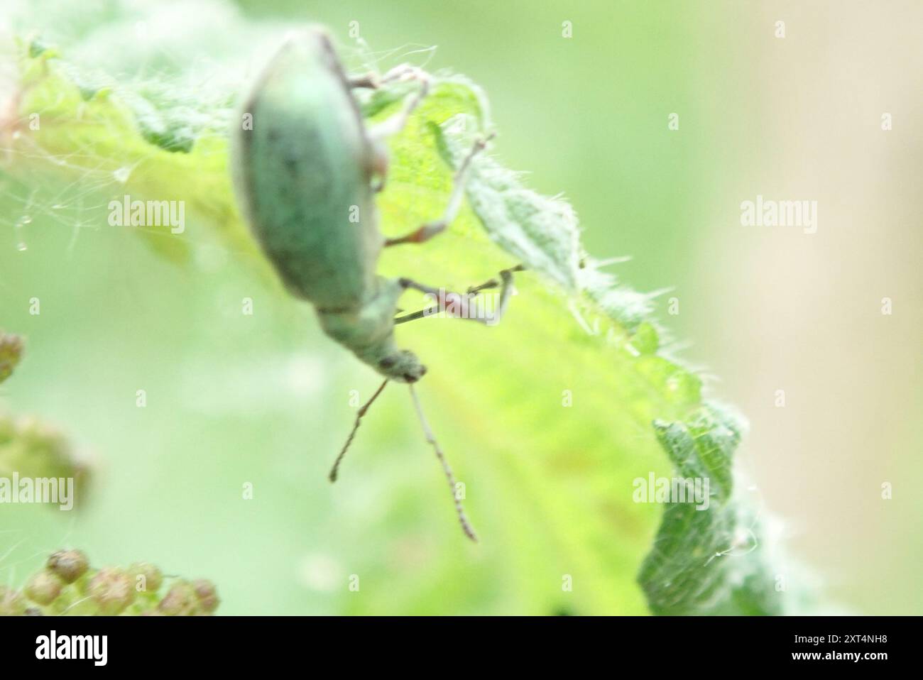 Nettle weevil (Phyllobius pomaceus) Insecta Stock Photo - Alamy