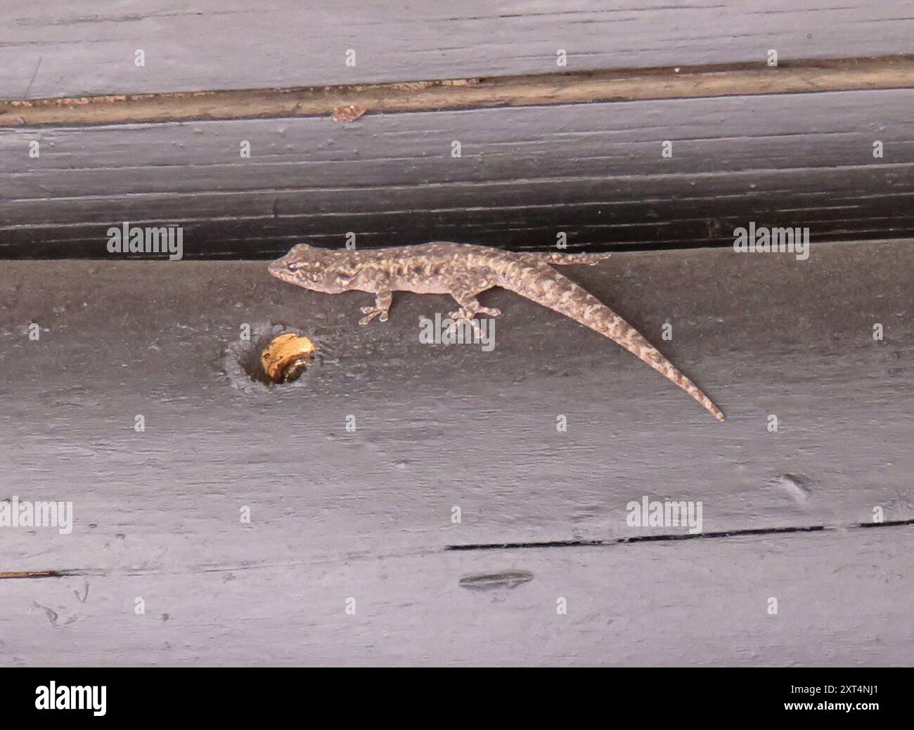 Stevenson's Dwarf Gecko (Lygodactylus stevensoni) Reptilia Stock Photo ...