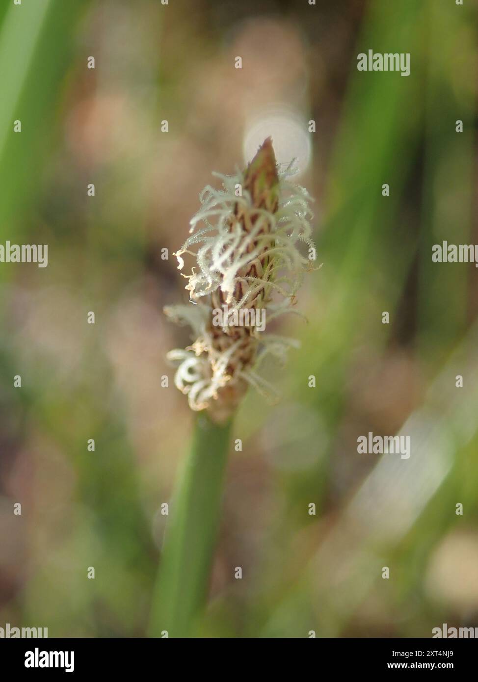 Common Spike-rush (Eleocharis palustris) Plantae Stock Photo - Alamy