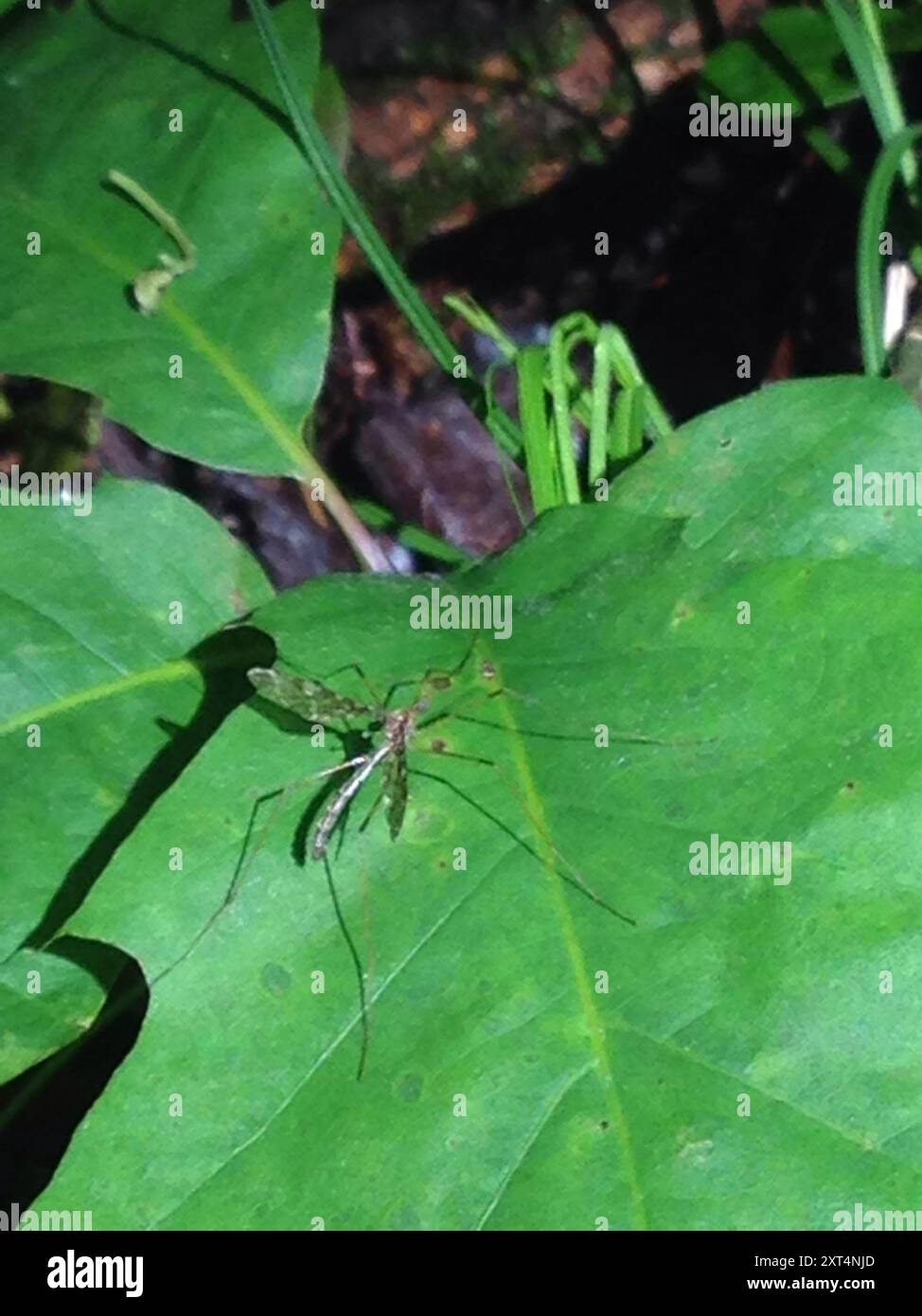 Band-winged Crane Fly (Epiphragma fasciapenne) Insecta Stock Photo - Alamy