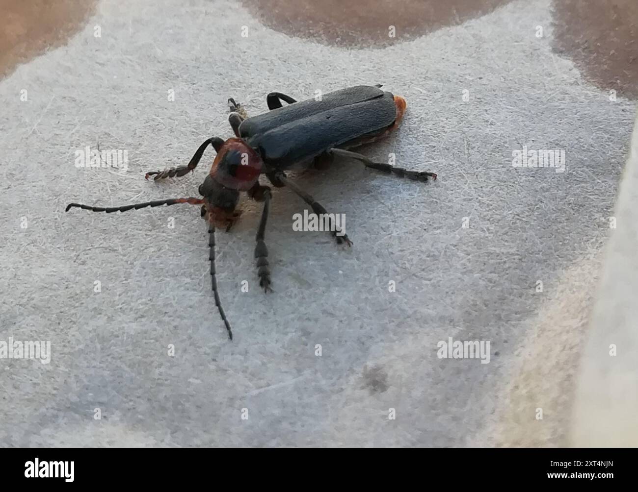 Rustic Sailor Beetle (Cantharis rustica) Insecta Stock Photo - Alamy