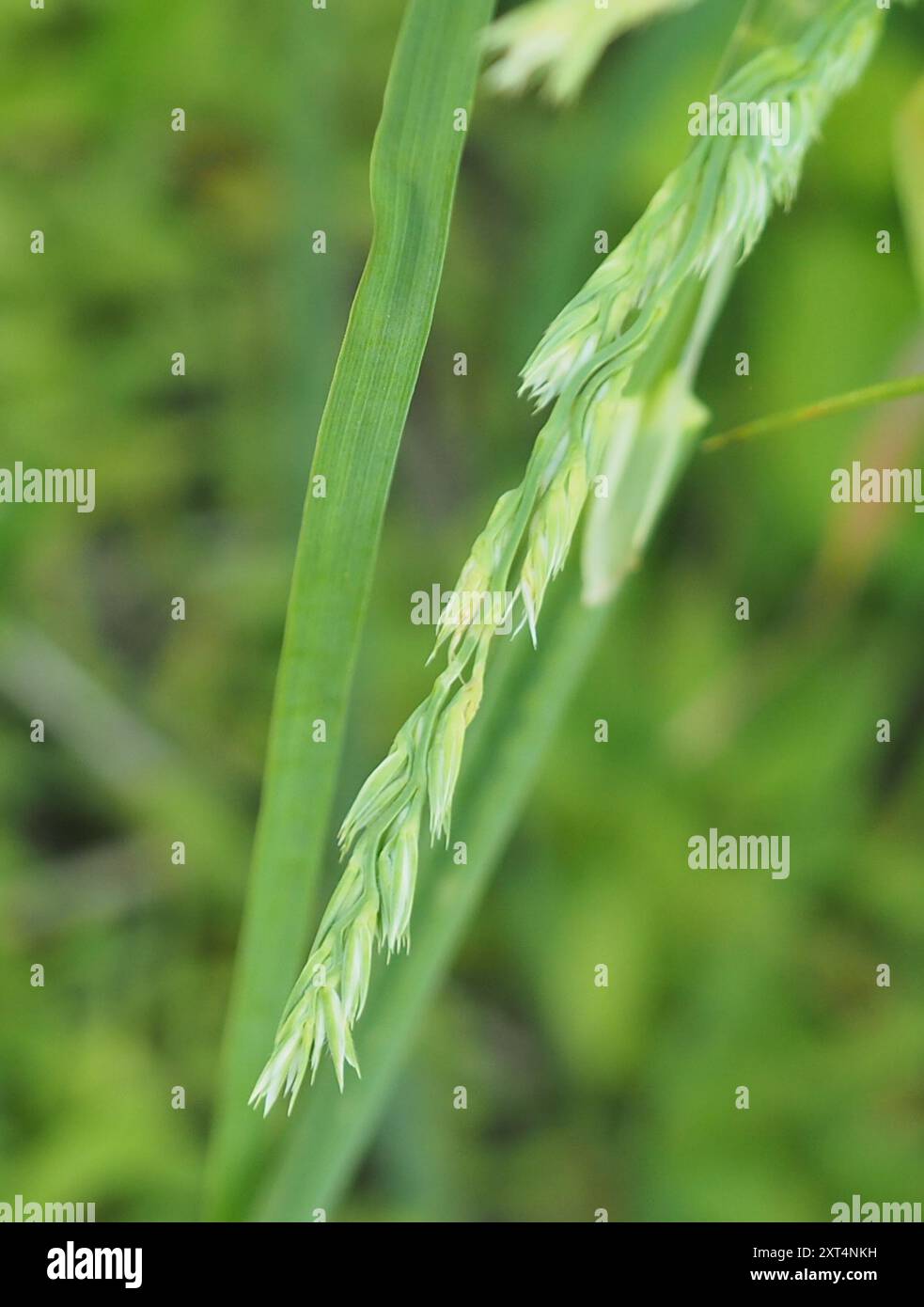 grasses (Poaceae) Plantae Stock Photo - Alamy