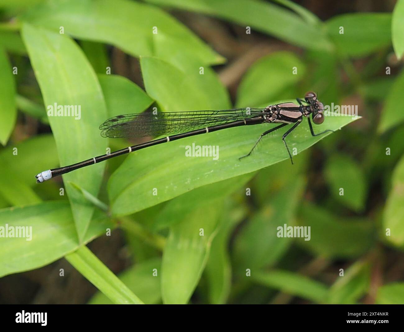 Blue-tipped Dancer (Argia tibialis) Insecta Stock Photo - Alamy