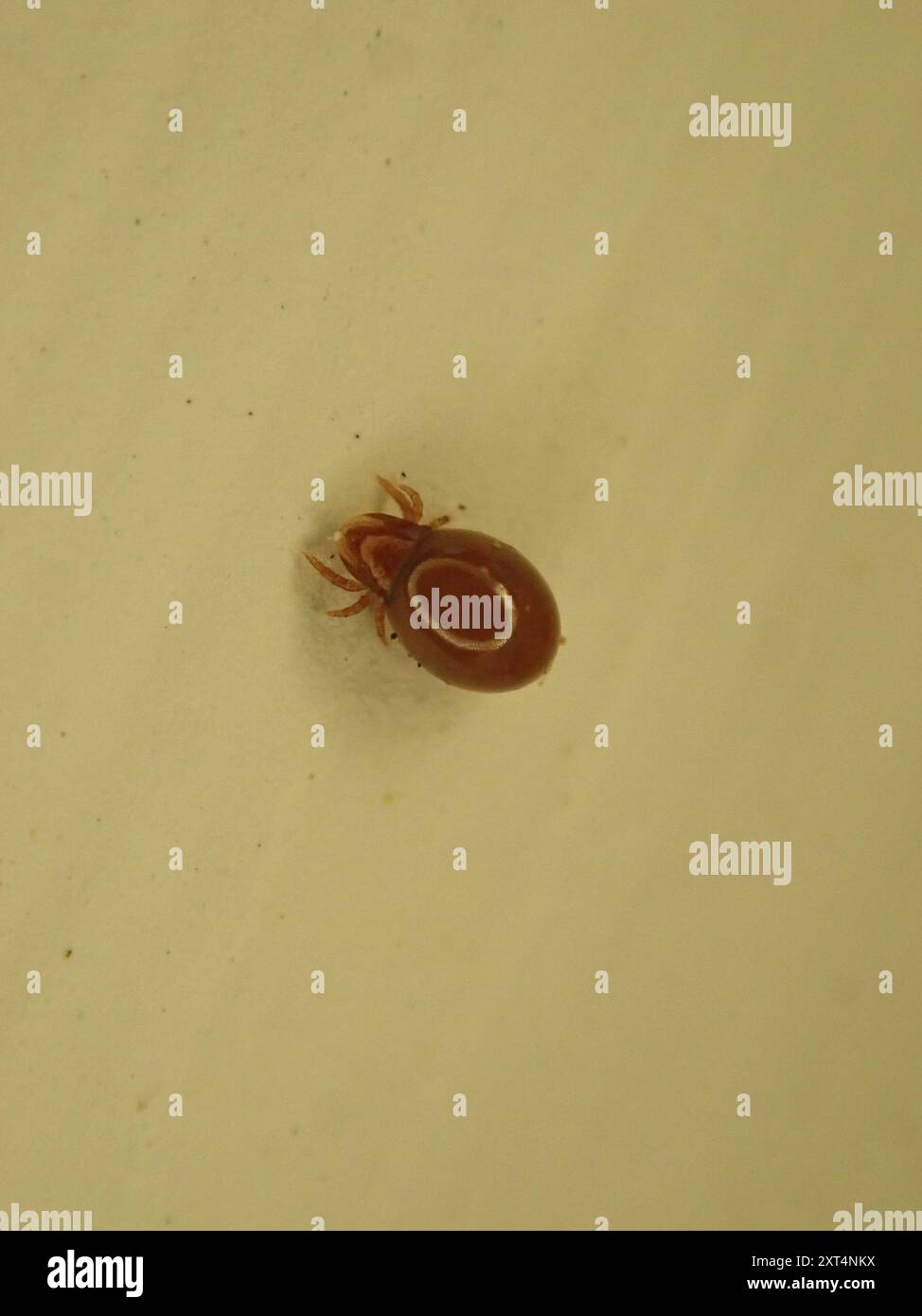 beetle mites (Oribatida) Arachnida Stock Photo - Alamy