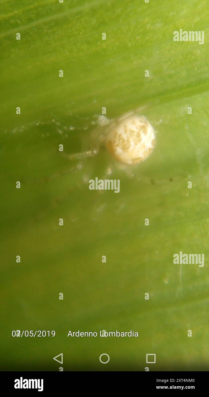 Typical Cobweb Spiders (Theridion) Arachnida Stock Photo - Alamy