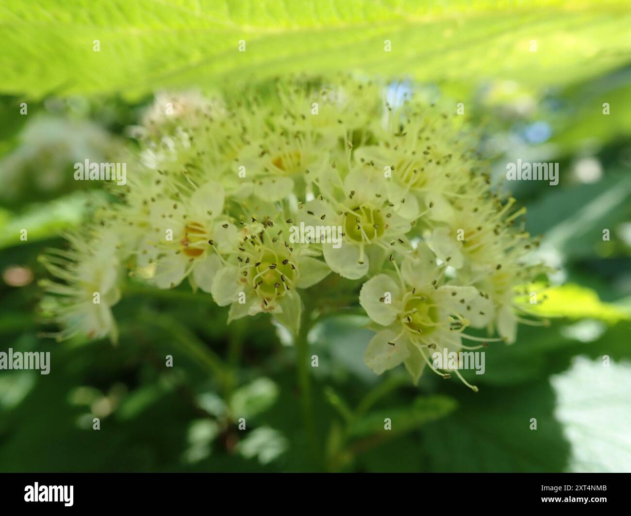 Pacific ninebark (Physocarpus capitatus) Plantae Stock Photo - Alamy