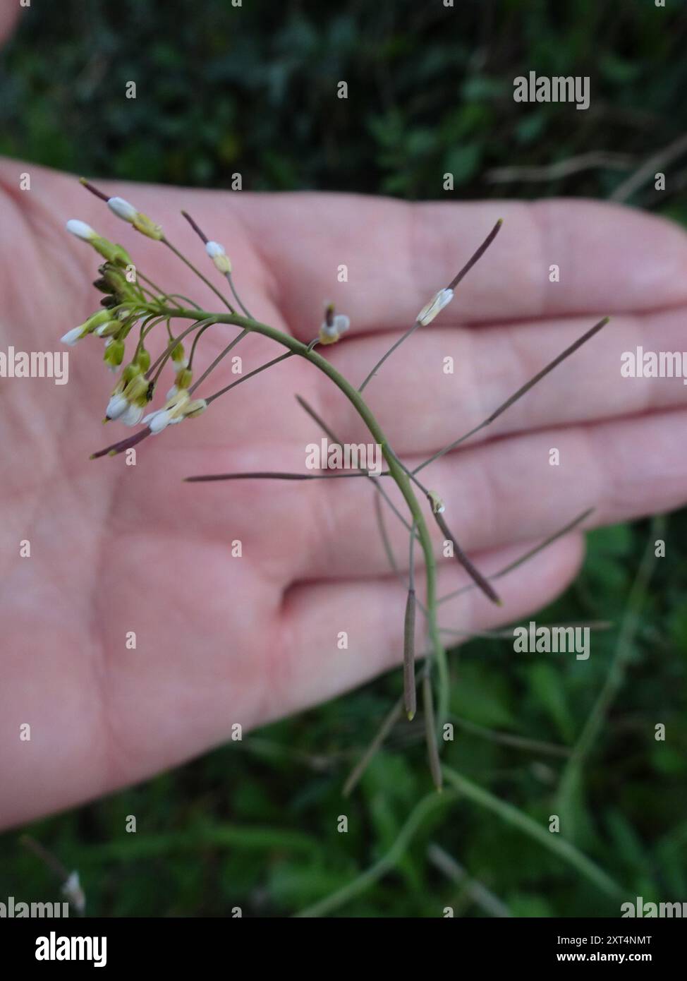mouse-ear cress (Arabidopsis thaliana) Plantae Stock Photo - Alamy