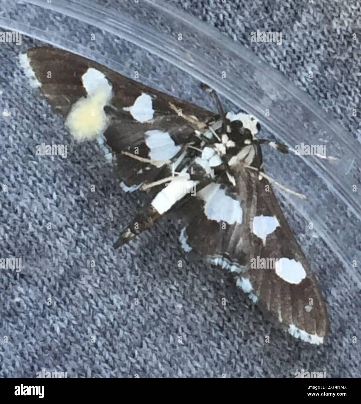 Grape Leaffolder Moth (Desmia funeralis) Insecta Stock Photo - Alamy