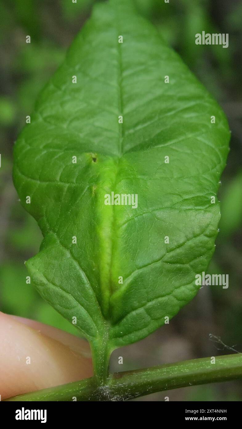 Ash Petiole Gall Midge (Dasineura tumidosae) Insecta Stock Photo - Alamy