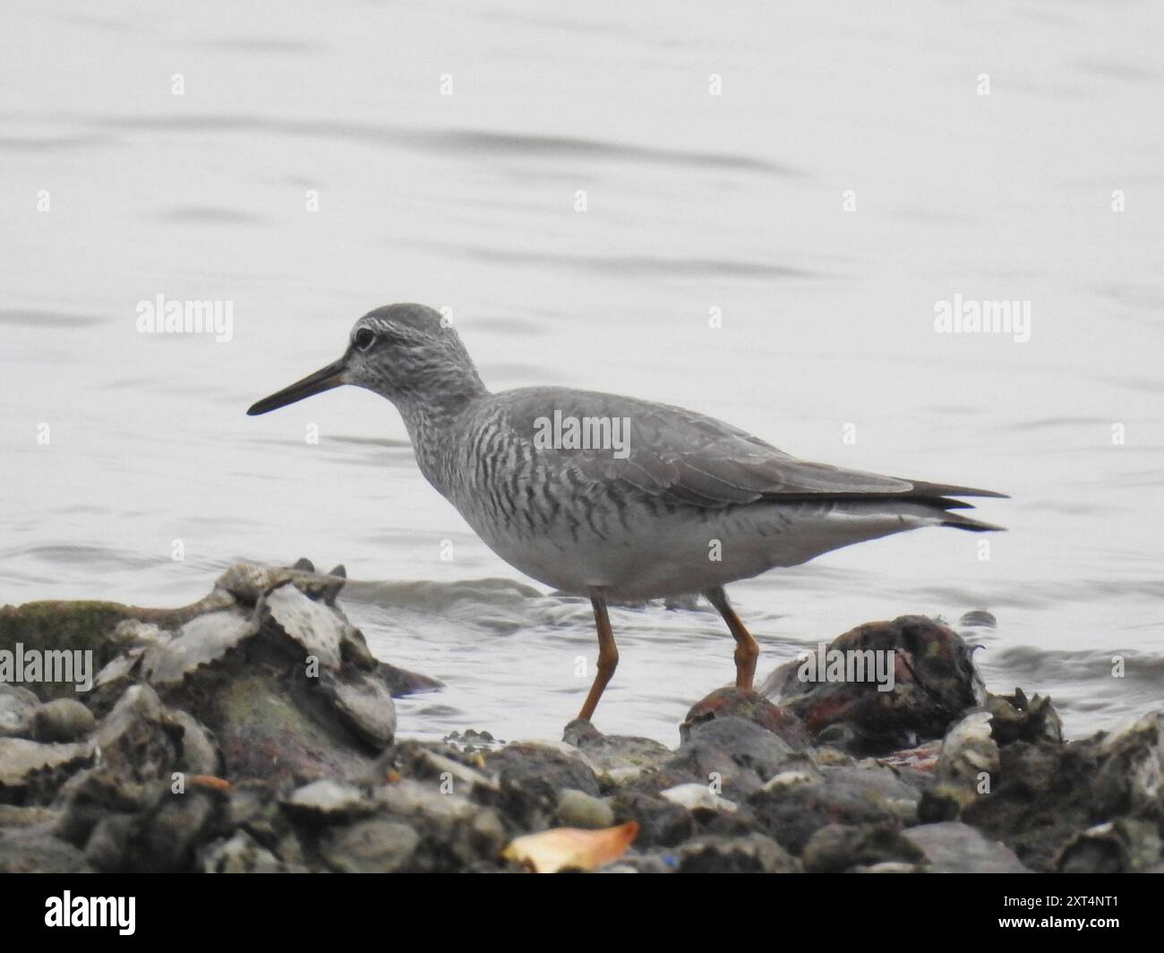 Grey-tailed Tattler (Tringa brevipes) Aves Stock Photo - Alamy