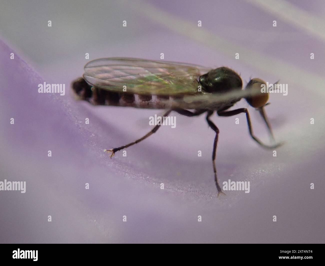 Dance Flies (Empididae) Insecta Stock Photo - Alamy