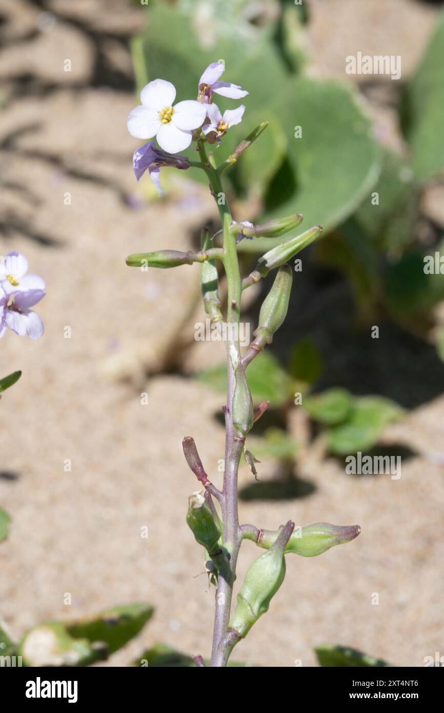 European Searocket (Cakile maritima) Plantae Stock Photo - Alamy