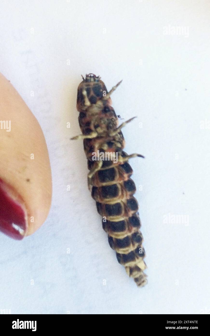 (Lampyris raymondi) Insecta Stock Photo - Alamy