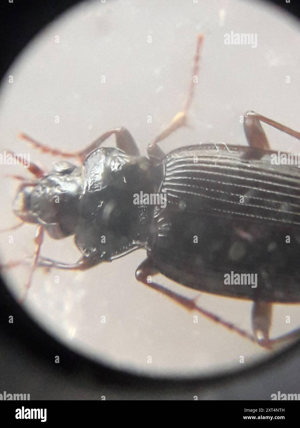 European Gazelle Beetle (Nebria brevicollis) Insecta Stock Photo - Alamy