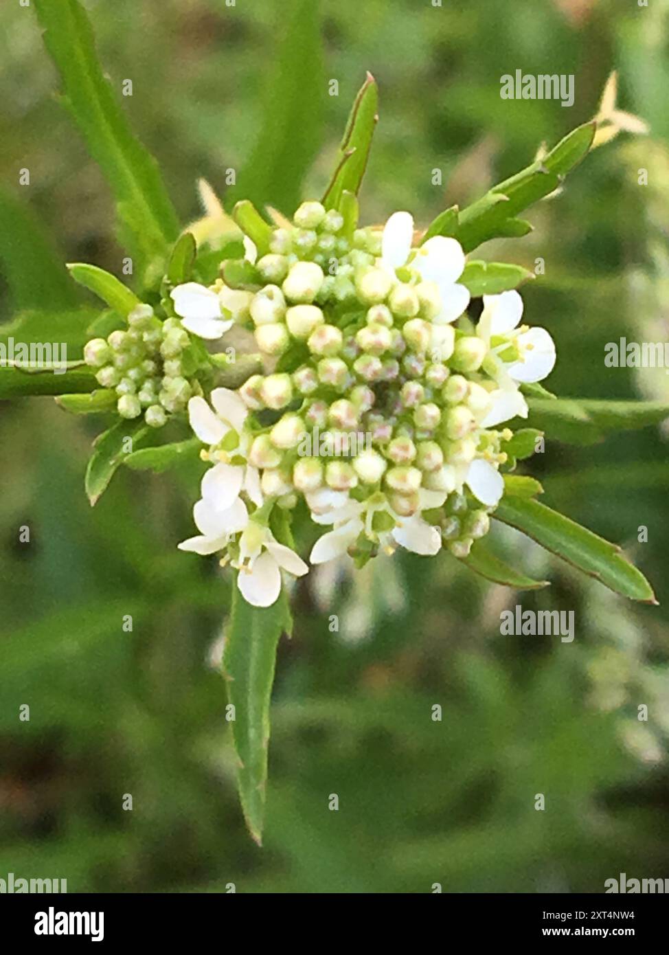 Virginia pepperweed (Lepidium virginicum) Plantae Stock Photo - Alamy