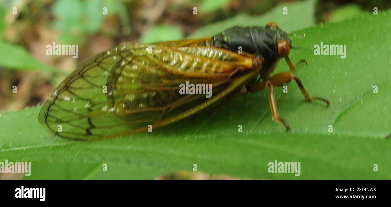 Periodical Cicadas (Magicicada) Insecta Stock Photo - Alamy