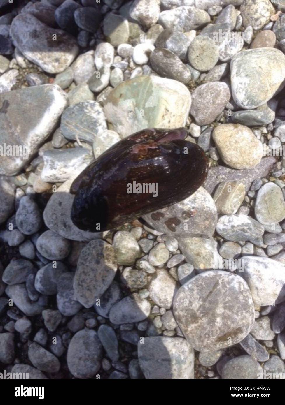 Western Pearlshell (Margaritifera falcata) Mollusca Stock Photo - Alamy