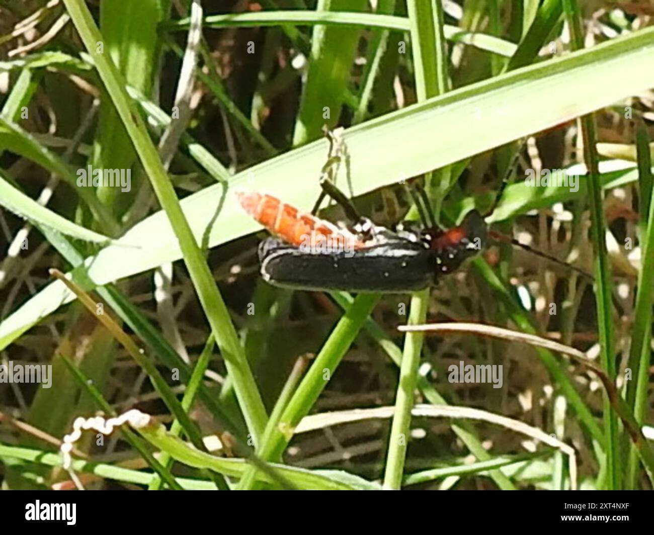 Dark Sailor Beetle (Cantharis fusca) Insecta Stock Photo - Alamy