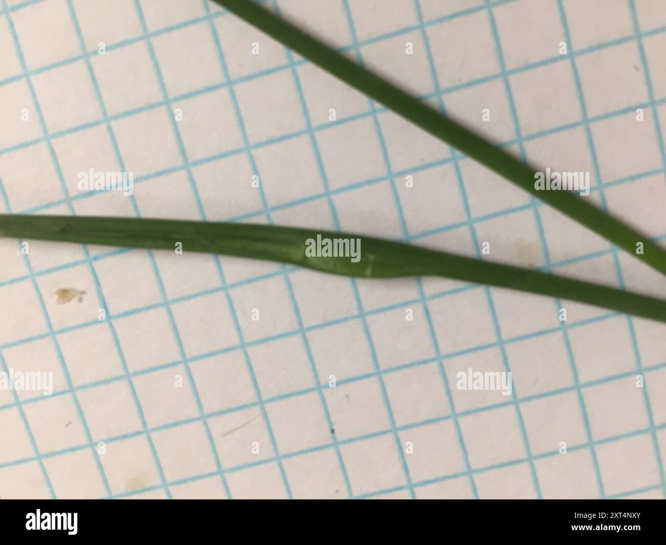 Slim-pod Rush (Juncus diffusissimus) Plantae Stock Photo - Alamy