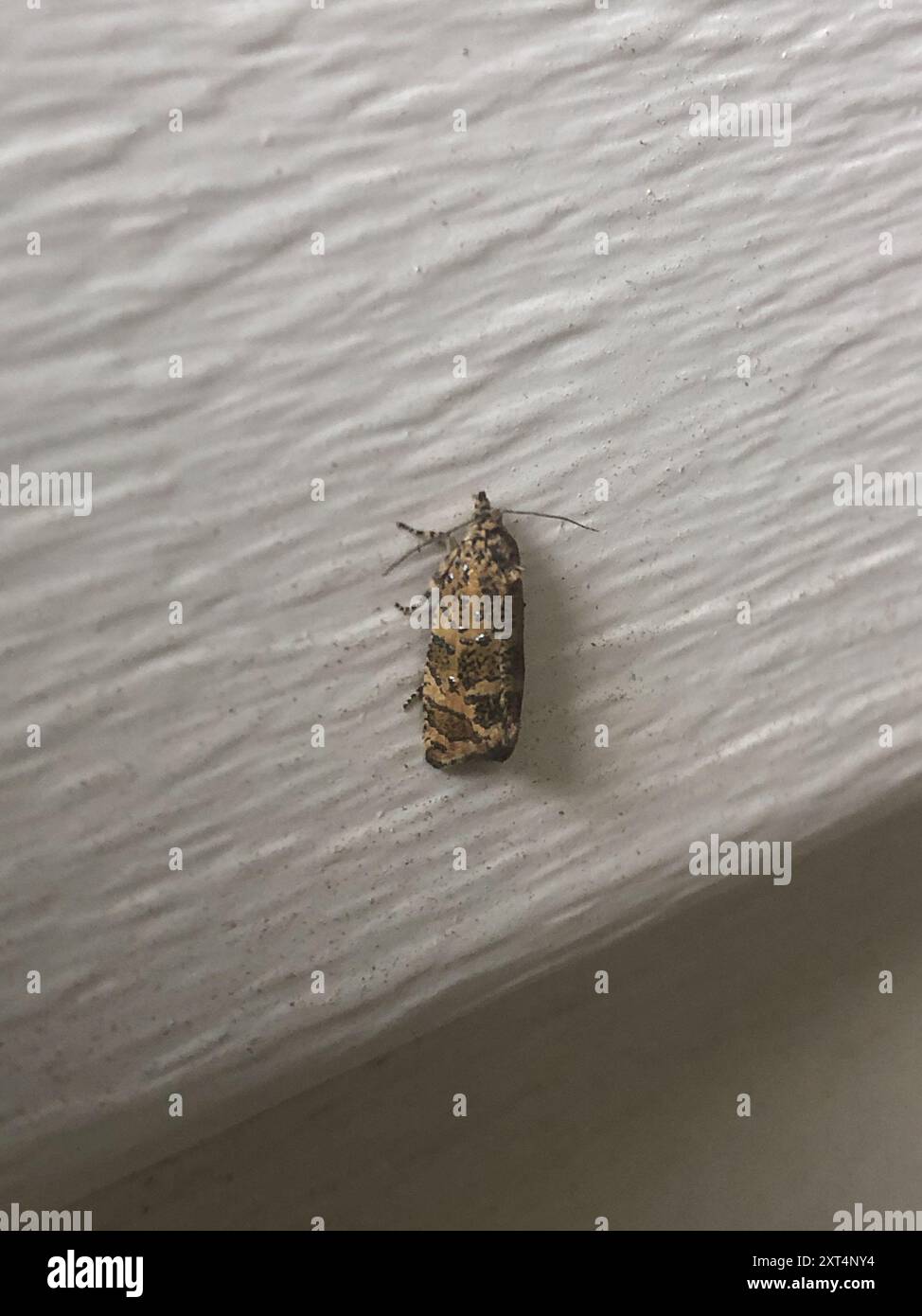 Fruit-tree Leafroller Moth (Archips argyrospila) Insecta Stock Photo ...