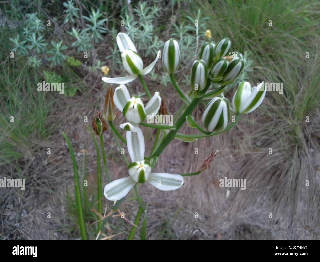 Nelson's slime lily (Albuca nelsonii) Plantae Stock Photo - Alamy