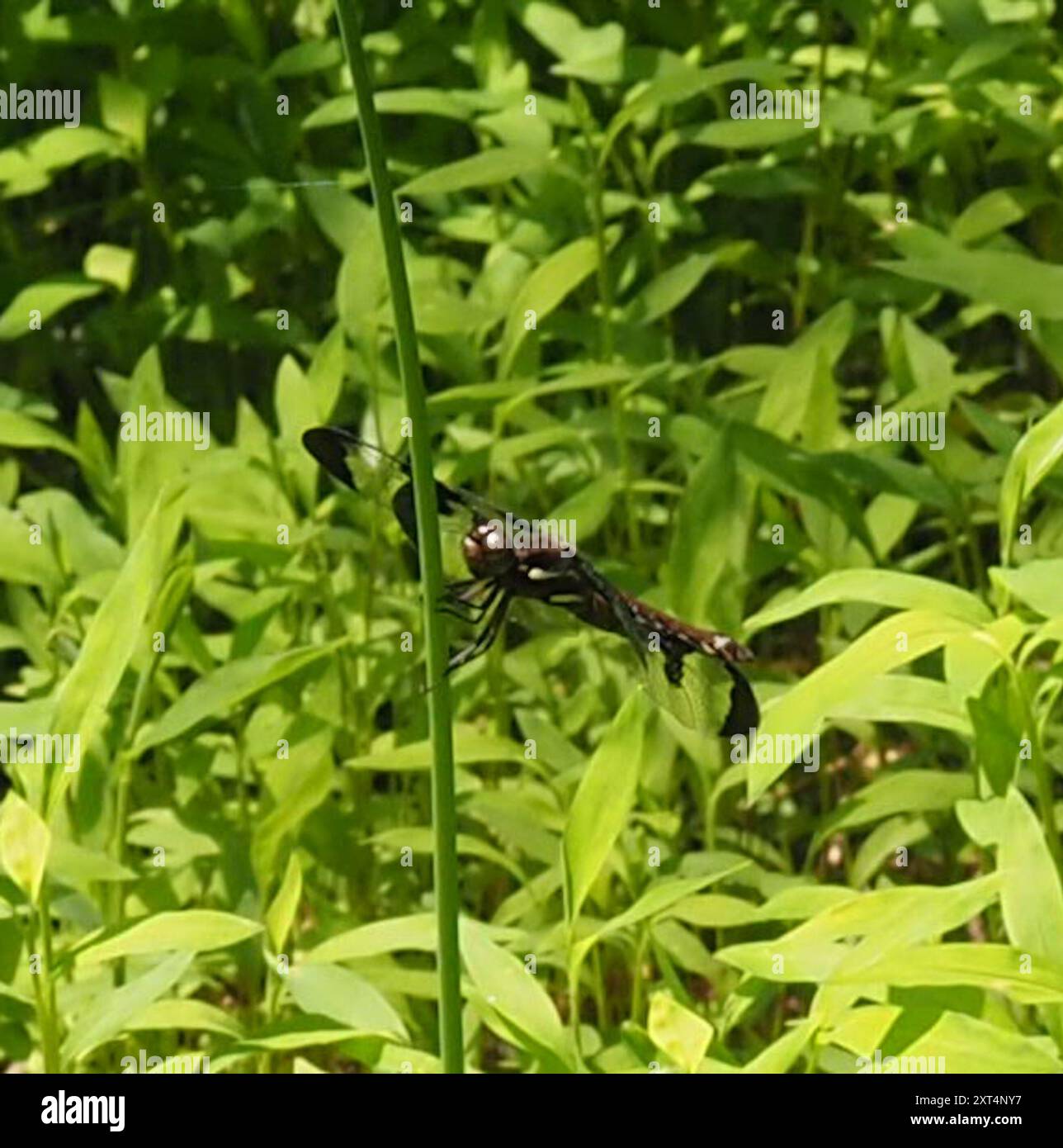 Common Whitetail (Plathemis lydia) Insecta Stock Photo - Alamy