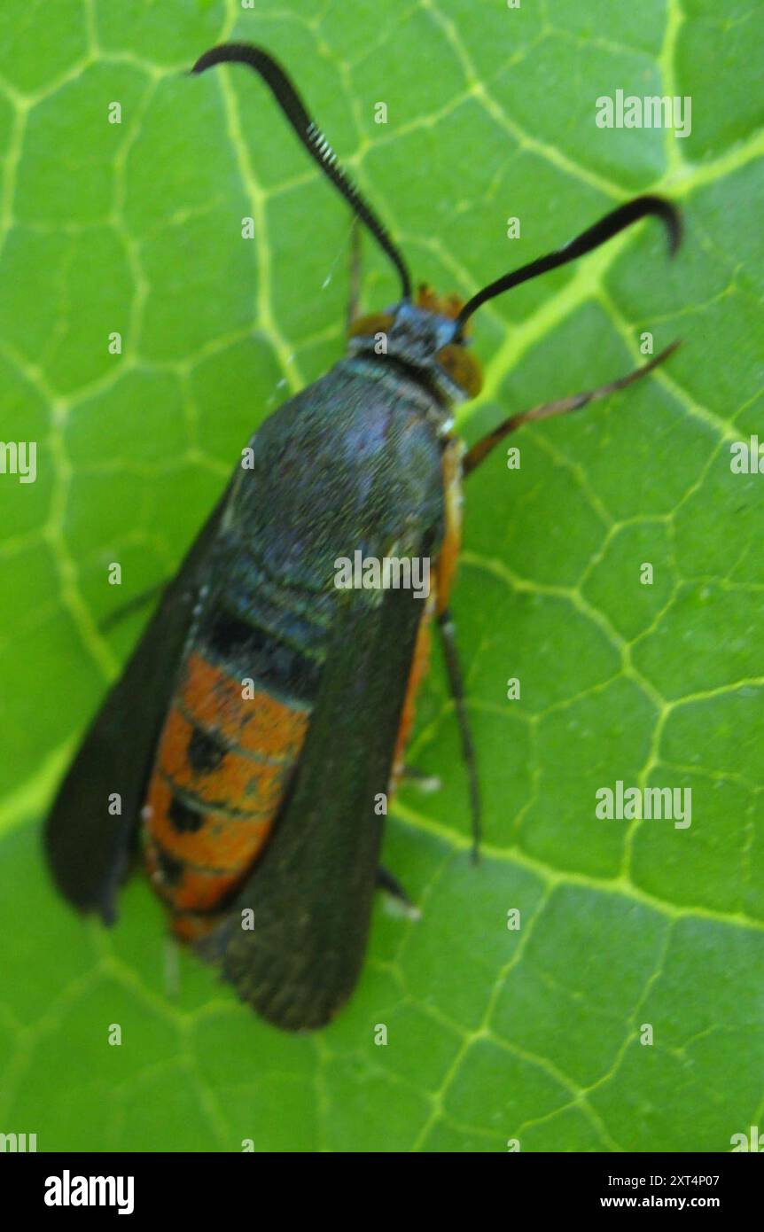 Squash Vine Borer (Eichlinia cucurbitae) Insecta Stock Photo - Alamy