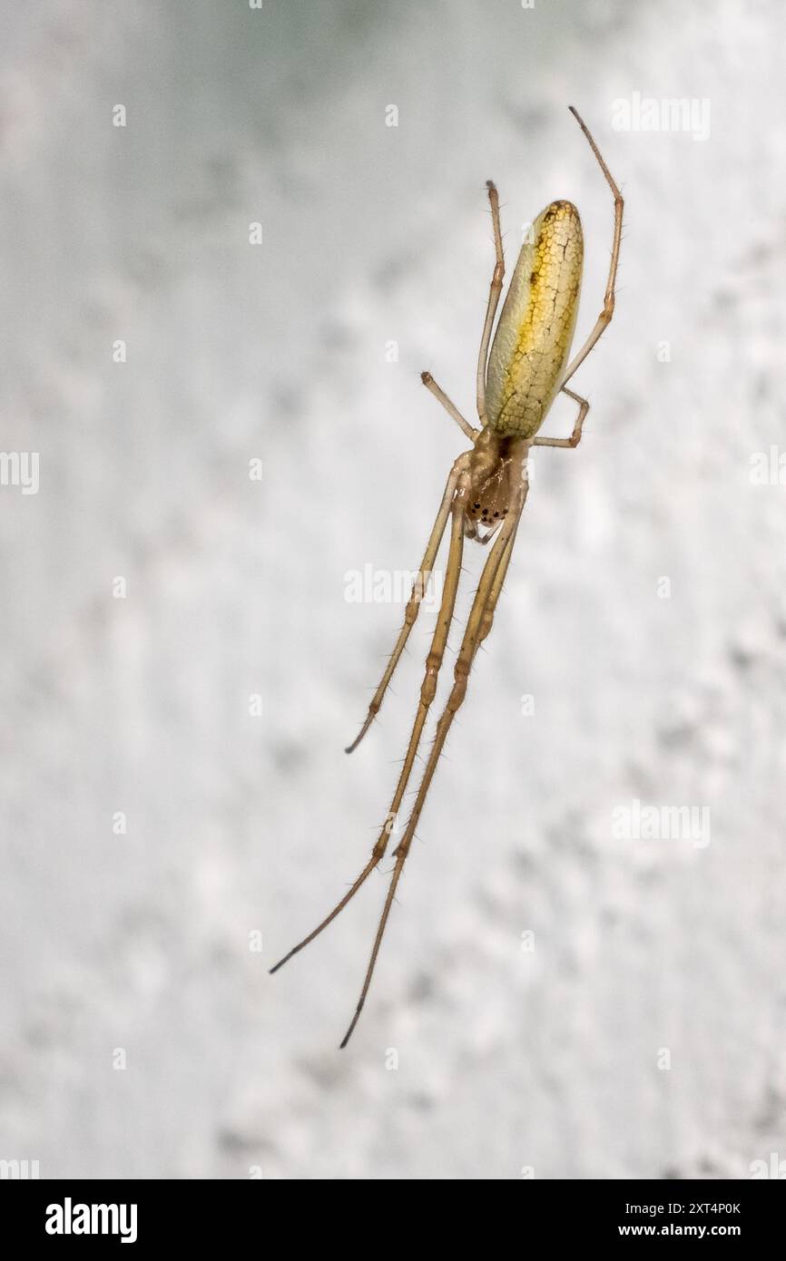 Stretch Spiders (Tetragnatha) Arachnida Stock Photo - Alamy