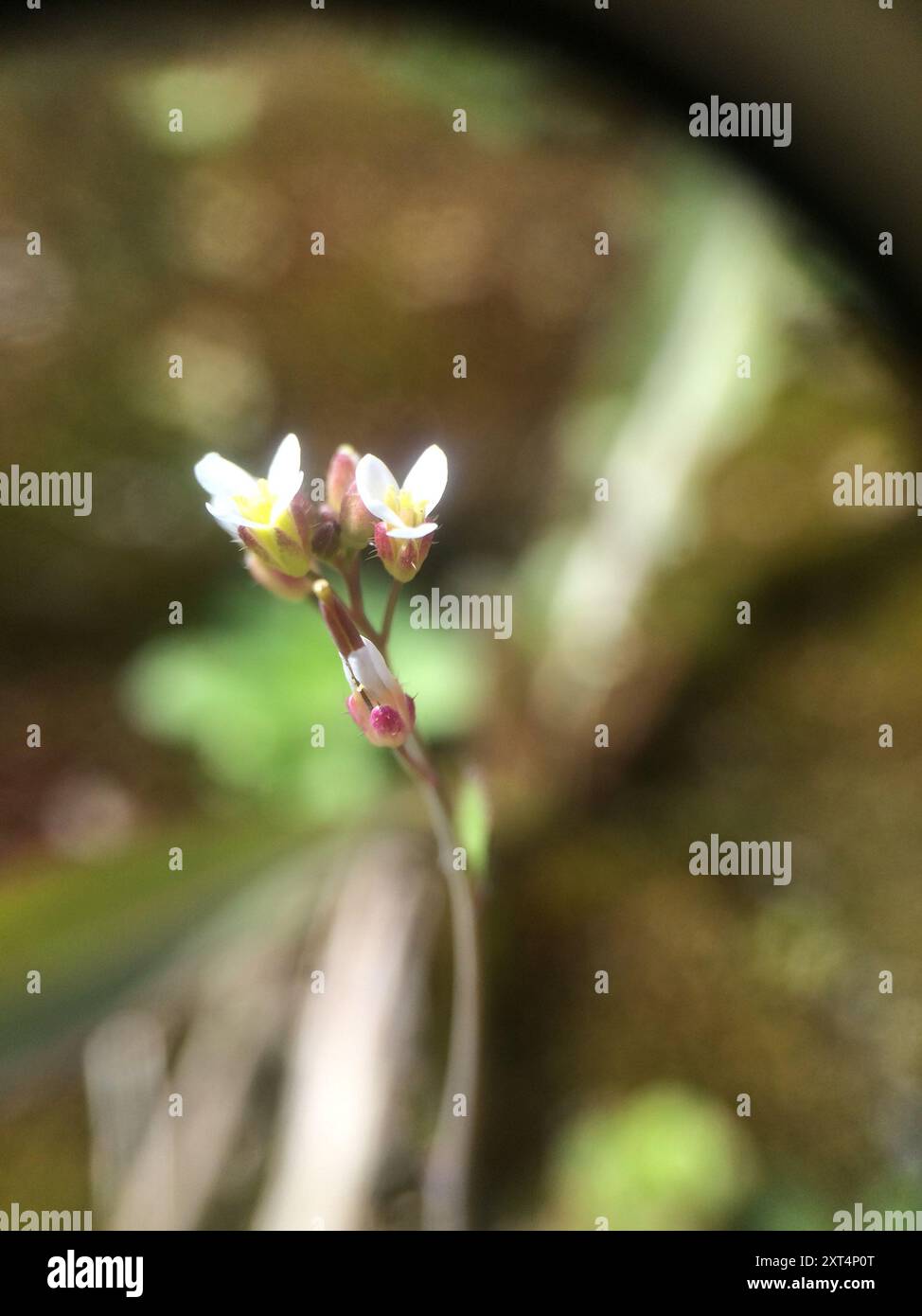 mouse-ear cress (Arabidopsis thaliana) Plantae Stock Photo - Alamy