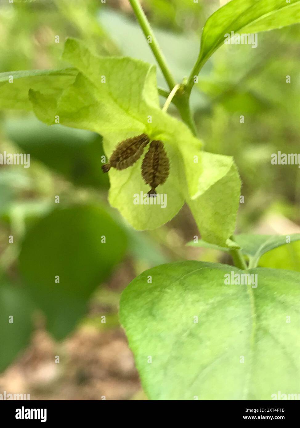 White Four o'Clock (Mirabilis albida) Plantae Stock Photo - Alamy