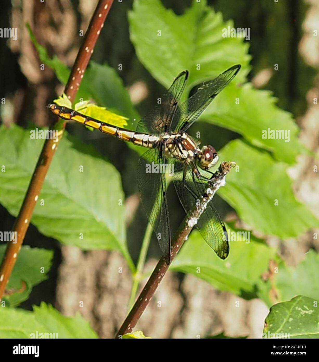 Great Blue Skimmer (Libellula vibrans) Insecta Stock Photo - Alamy