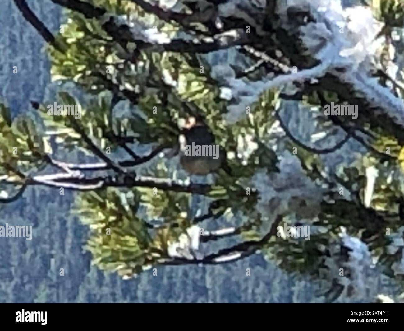 Green-tailed Towhee (Pipilo chlorurus) Aves Stock Photo - Alamy