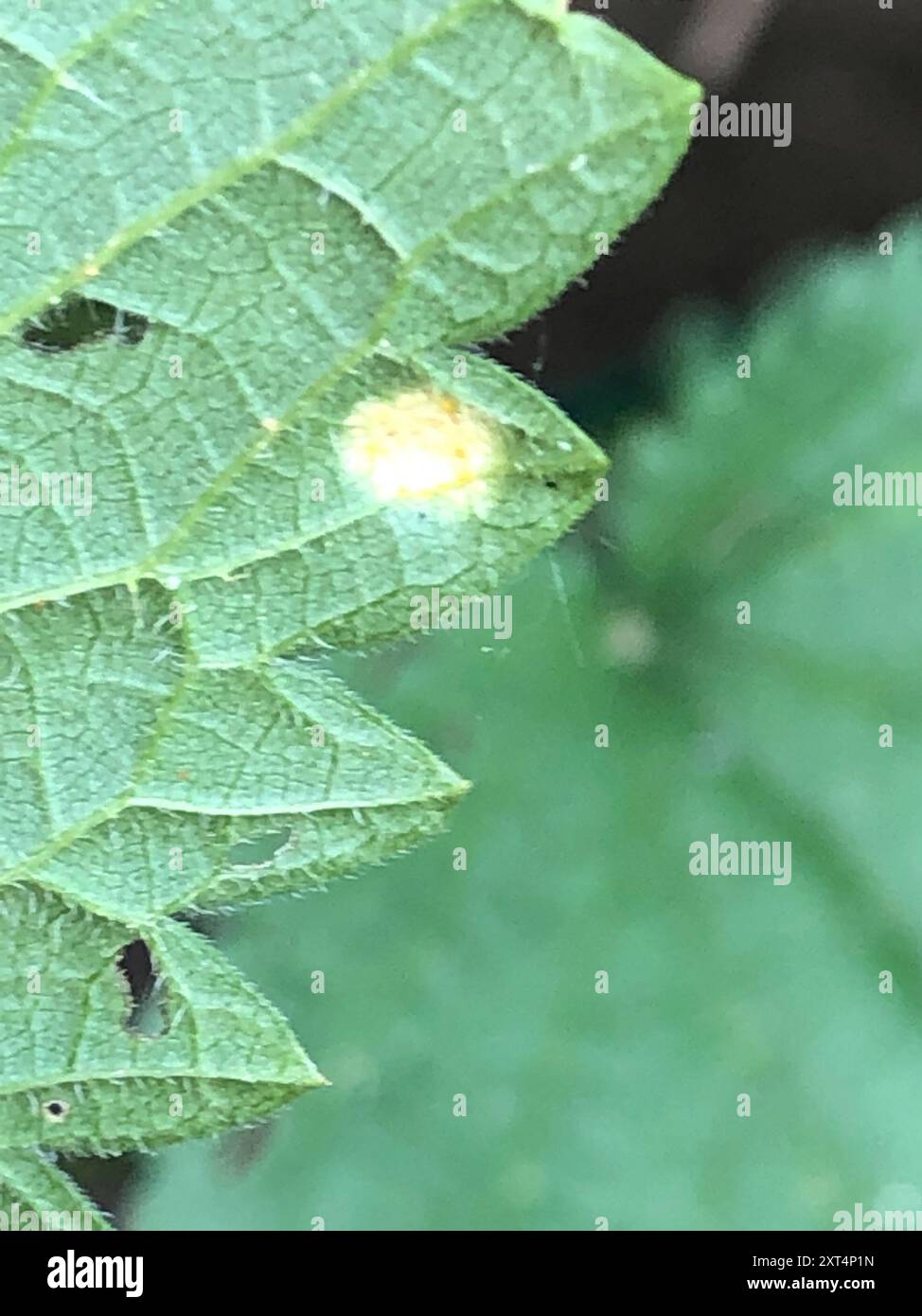 Nettle Clustercup Rust fungus (Puccinia urticata) Fungi Stock Photo - Alamy