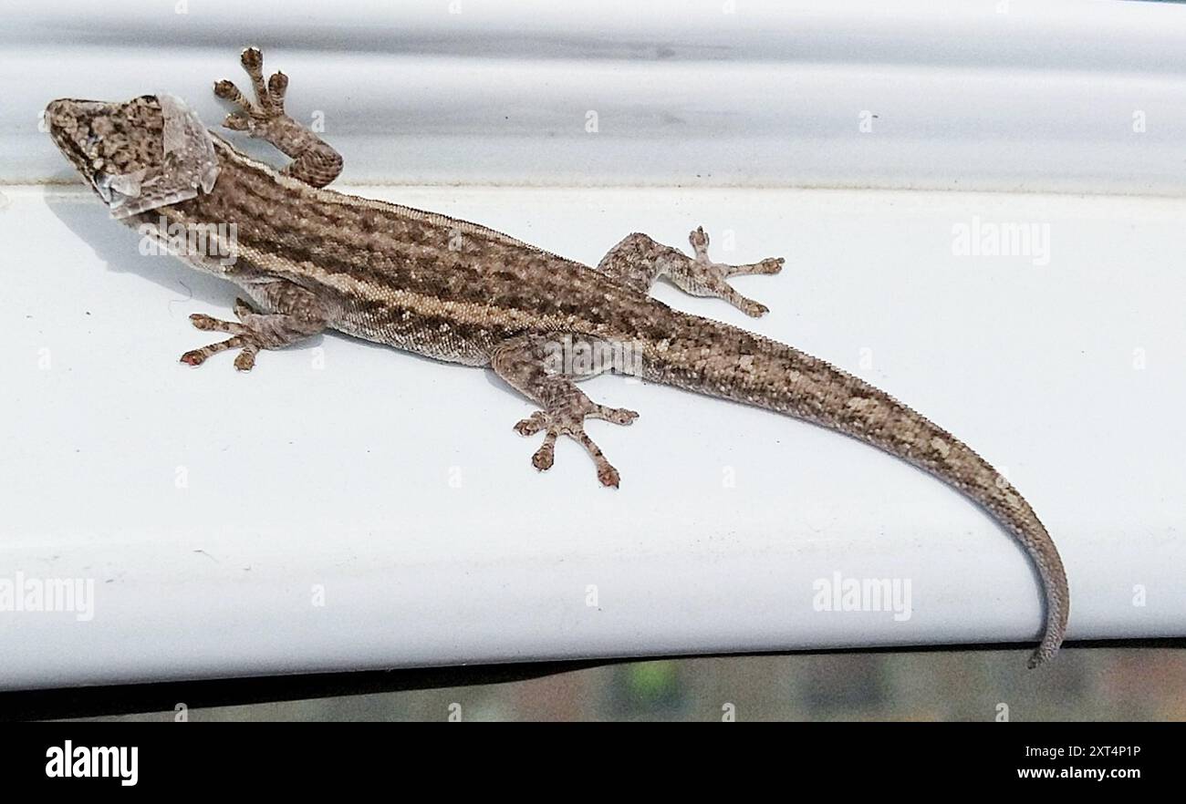 Common Dwarf Gecko (Lygodactylus capensis) Reptilia Stock Photo - Alamy