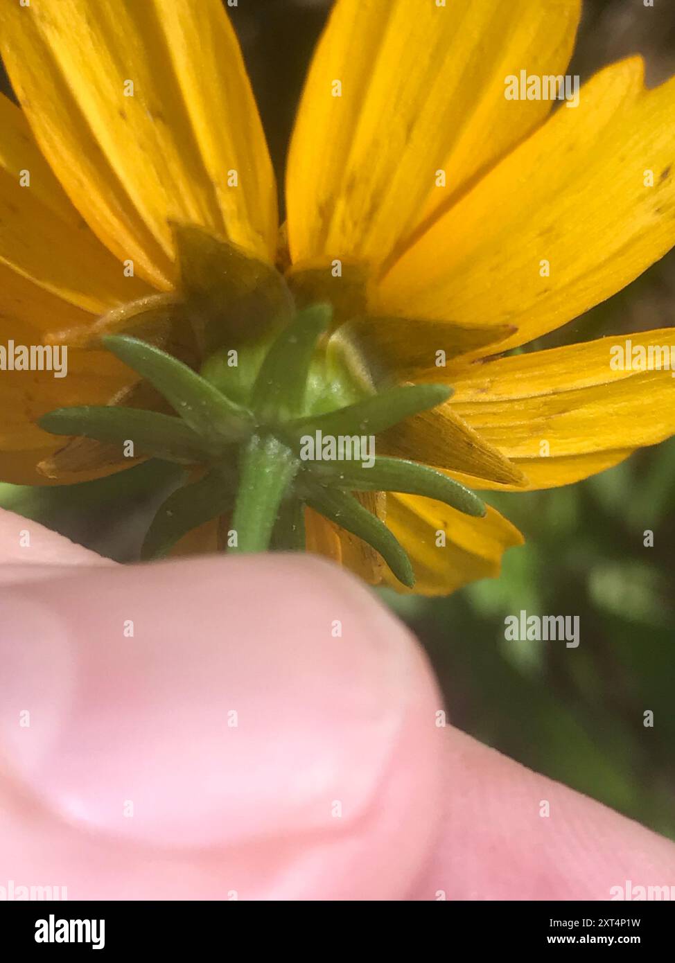 lobed coreopsis (Coreopsis auriculata) Plantae Stock Photo - Alamy